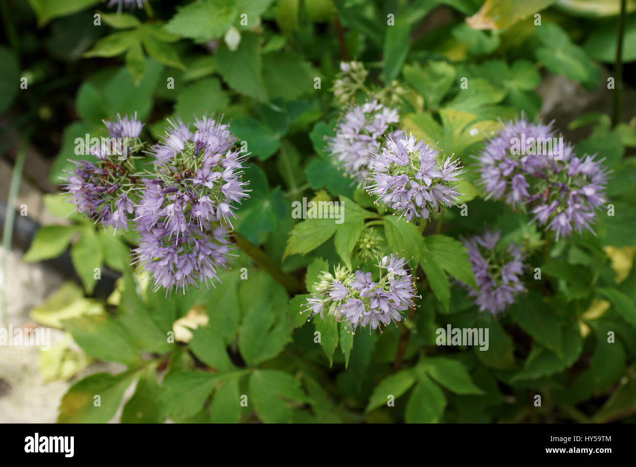 Eastern waterleaf hi-res stock photography and images - Alamy