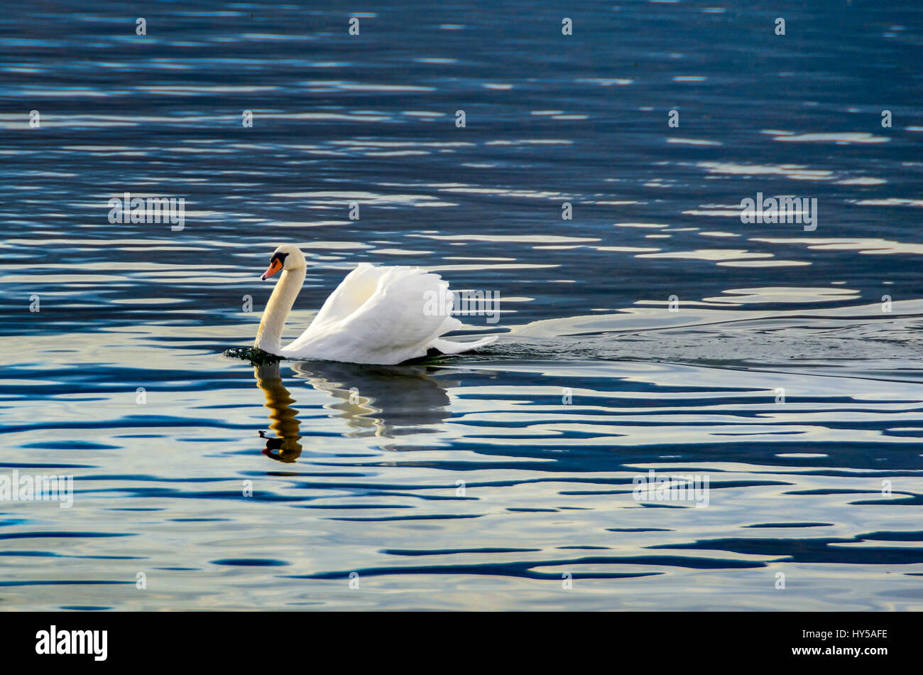 Single Swan Swimming Stock Photo - Alamy