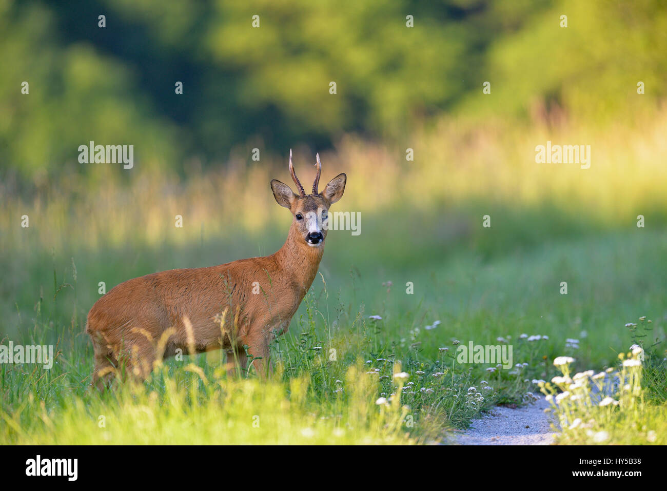 Capreolus capreolus hi-res stock photography and images - Alamy