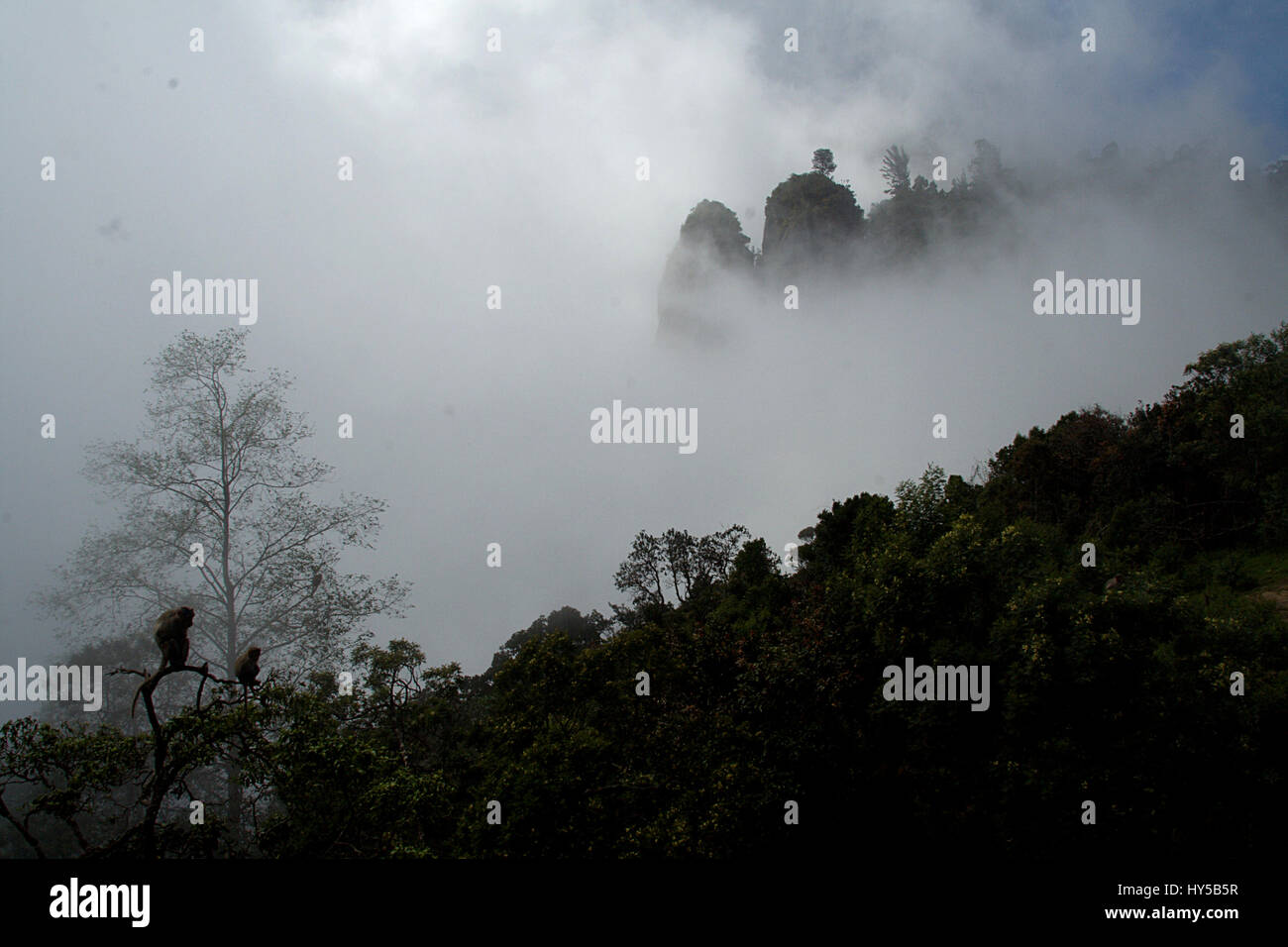 View of landscape draped in mist and fog from Pillar Rock Point, Kodaikanal, Tamil Nadu, India ...