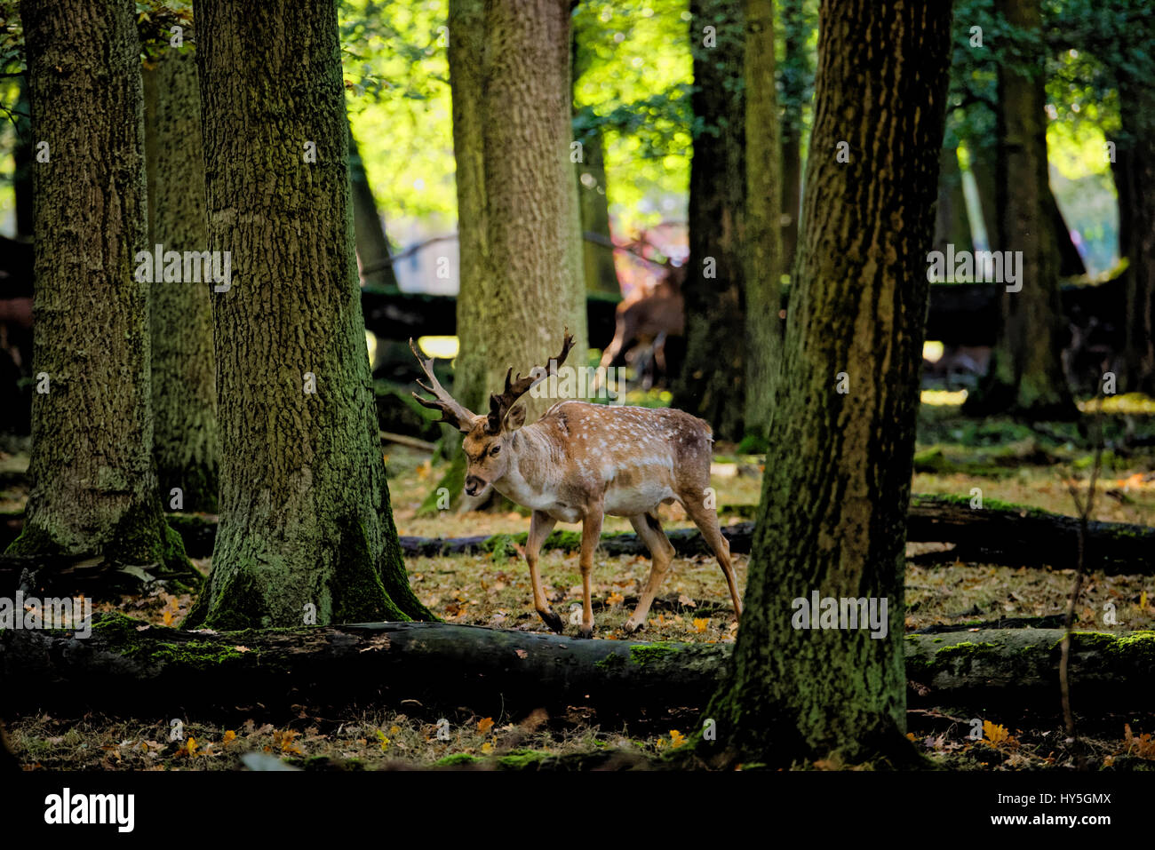 Autumn in Deister, Germany Stock Photo - Alamy