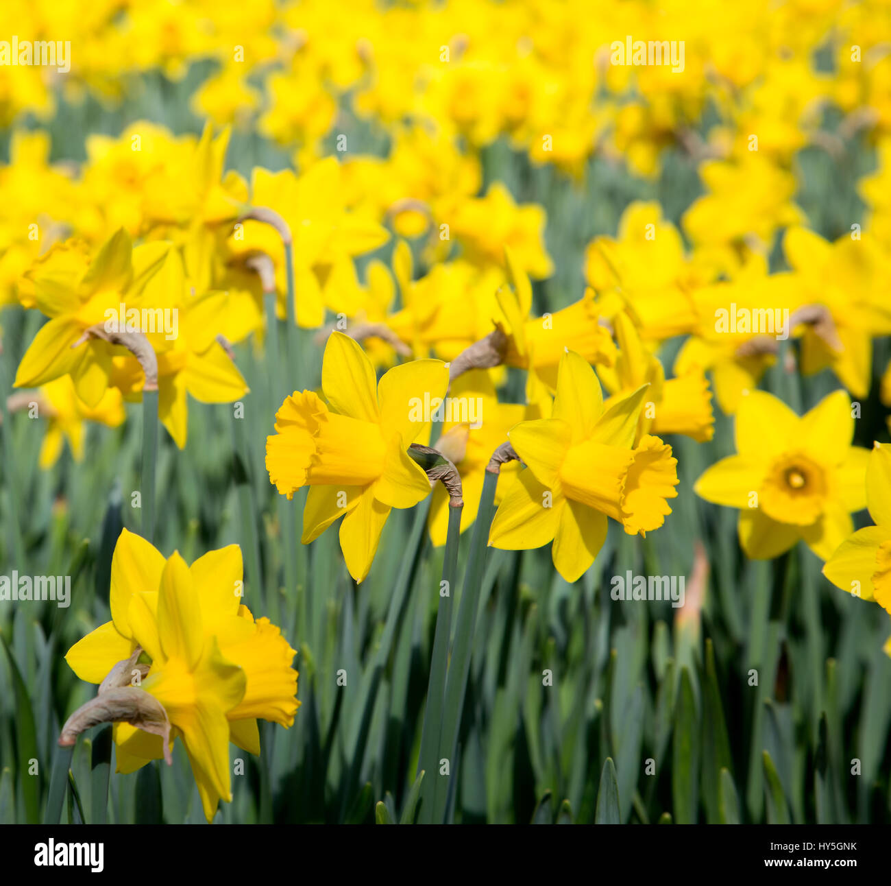 Field of bright yellow daffodils in the sun Stock Photo - Alamy