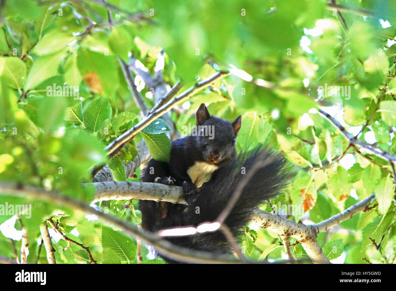 Black red squirrel hi-res stock photography and images - Alamy