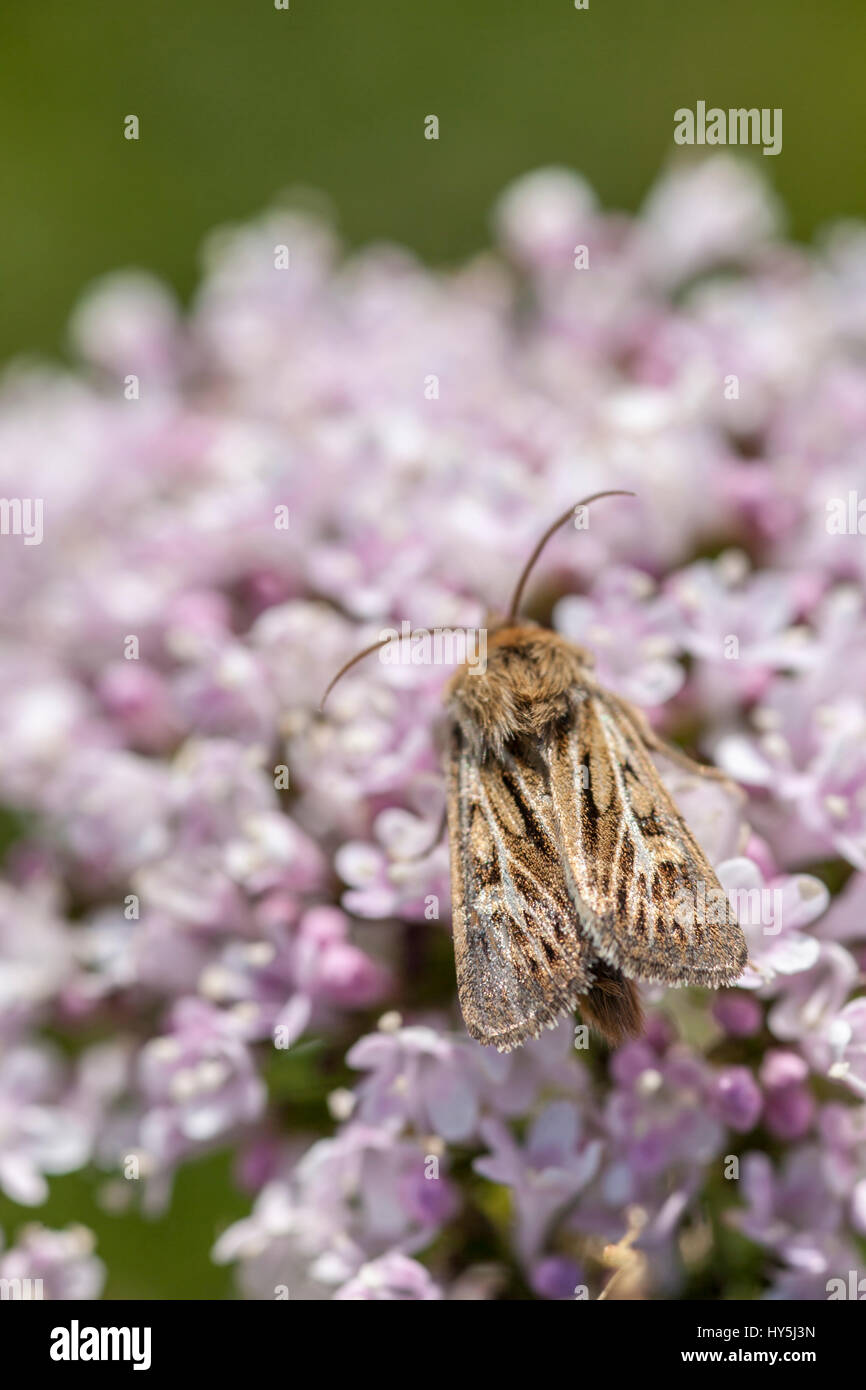 Graminis hi-res stock photography and images - Alamy