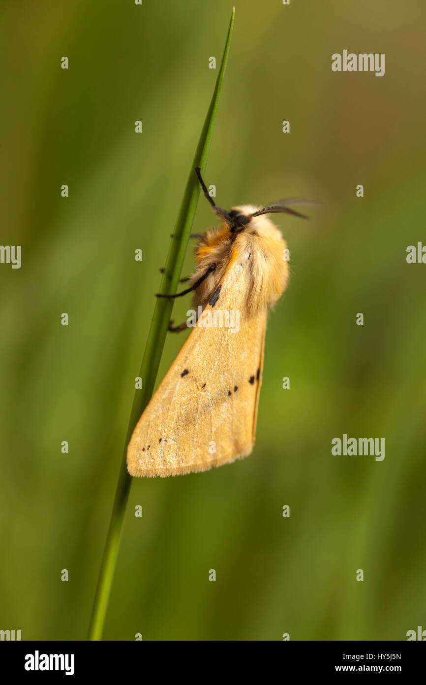 Buff Ermine (Spilosoma luteum) moth Stock Photo - Alamy