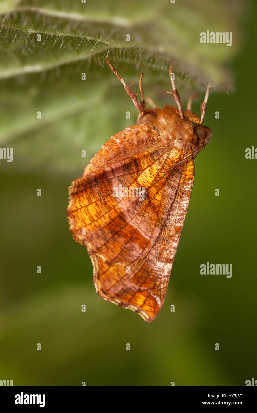Early Thorn (Selenia dentaria) moth Stock Photo - Alamy