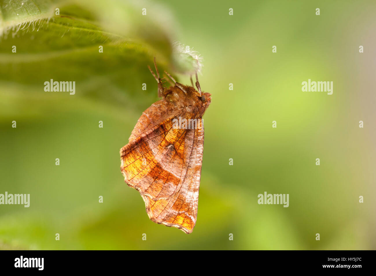 Early Thorn (Selenia dentaria) moth Stock Photo - Alamy