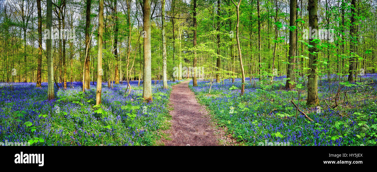 Magical Morning in forest of Halle with bluebell flowers, Halle ...