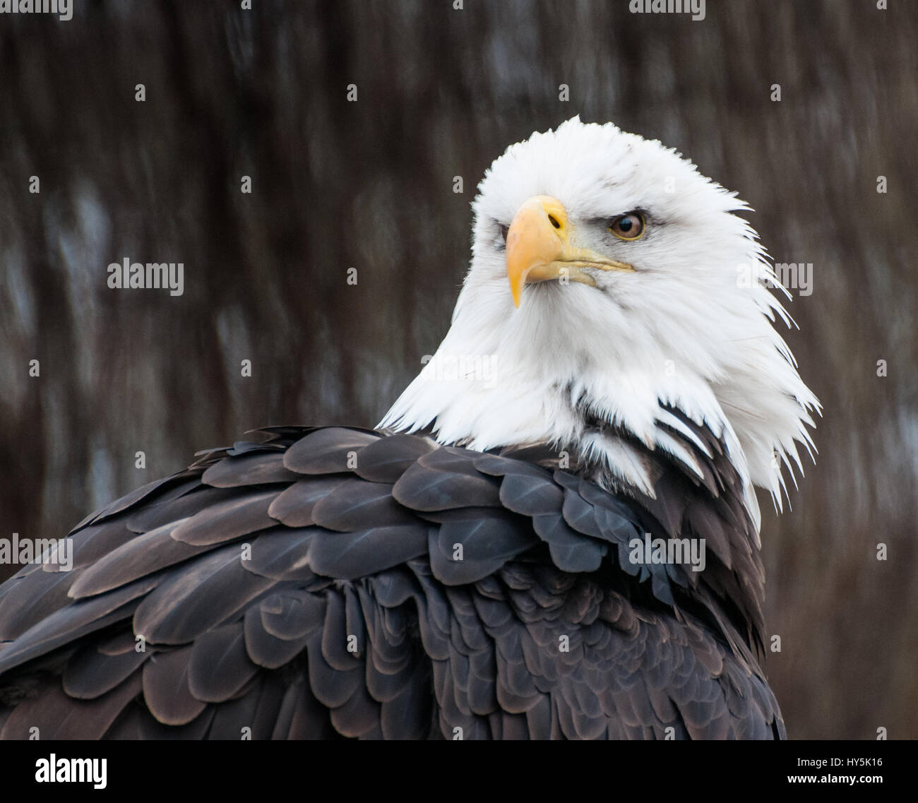 Pride eagle hi-res stock photography and images - Alamy
