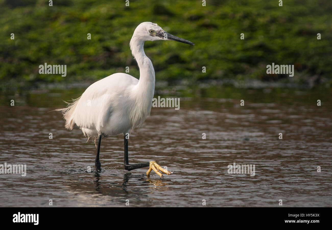 Animal wading hi-res stock photography and images - Alamy