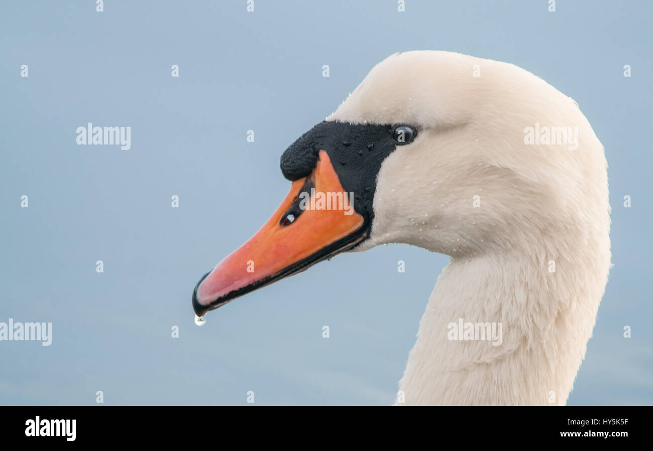 Swan close up Stock Photo - Alamy