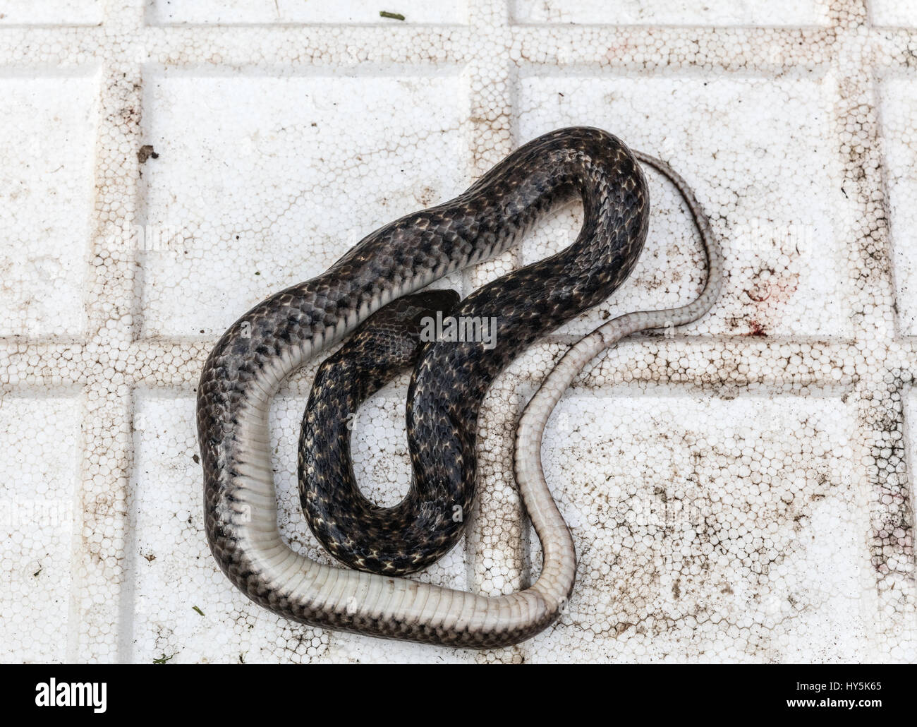 Bat eating snakes hi-res stock photography and images - Alamy