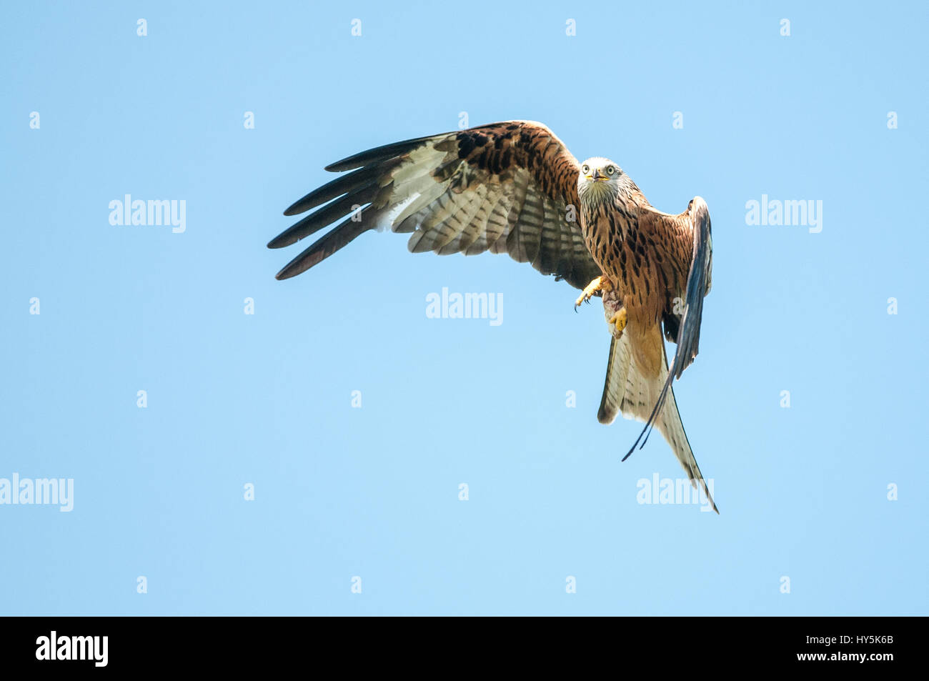 Red Kite in flight Stock Photo - Alamy