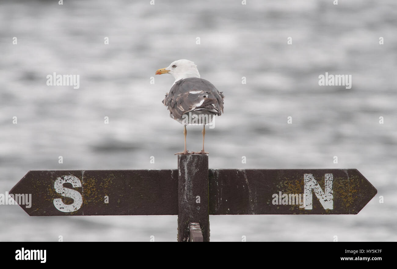 Gull on North South sign post Stock Photo - Alamy