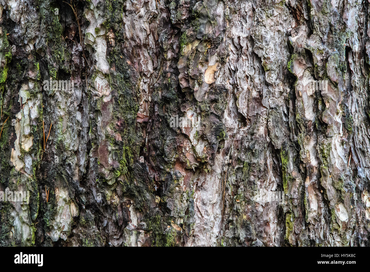 Seamless tree bark wood texture hi-res stock photography and images - Alamy