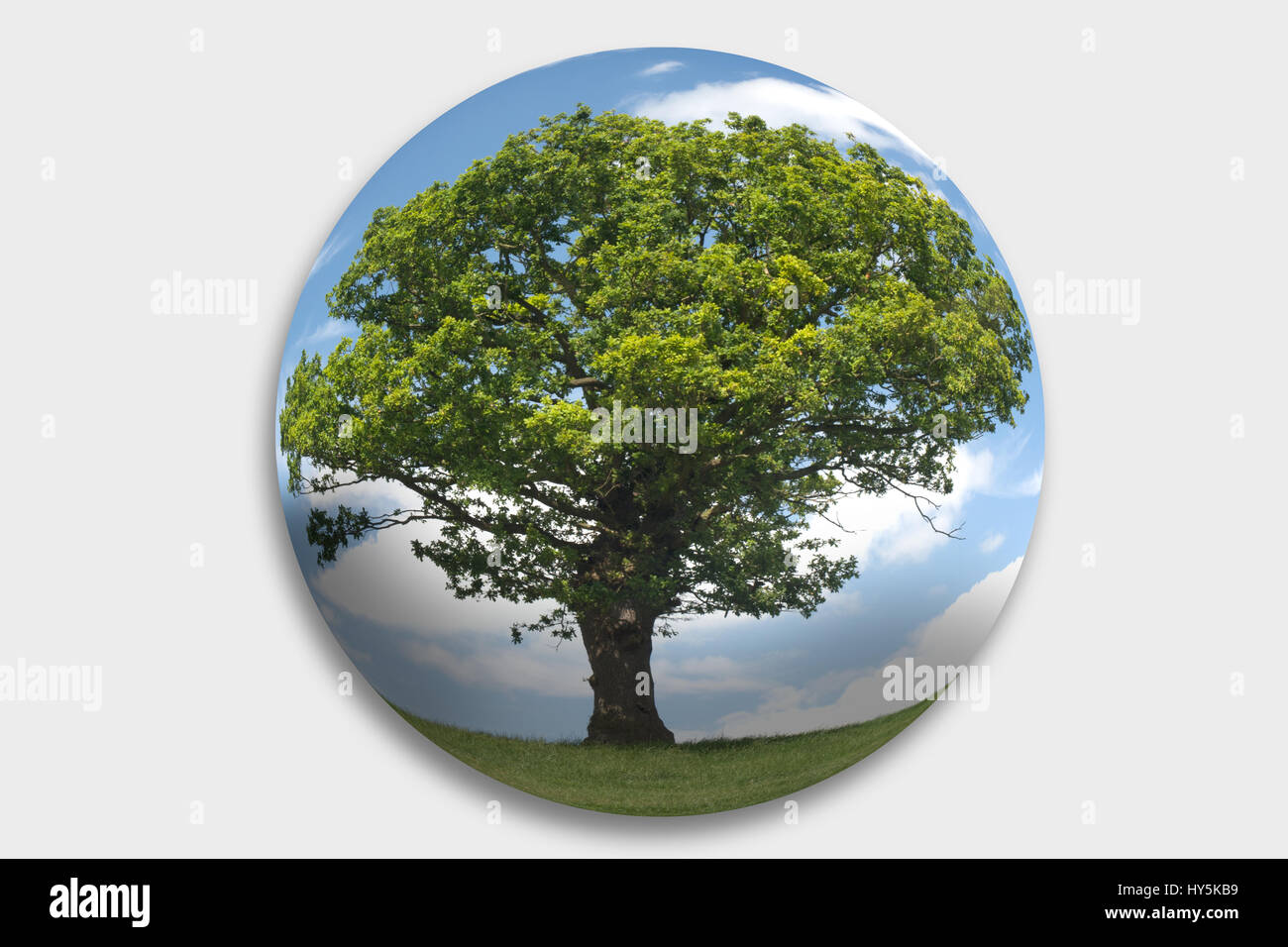 Tree inside an orb on a white background Stock Photo - Alamy
