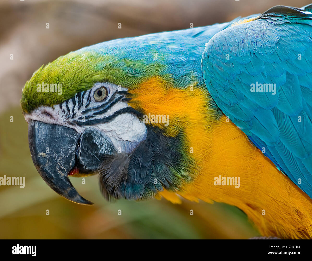 Squawking parrot hi-res stock photography and images - Alamy