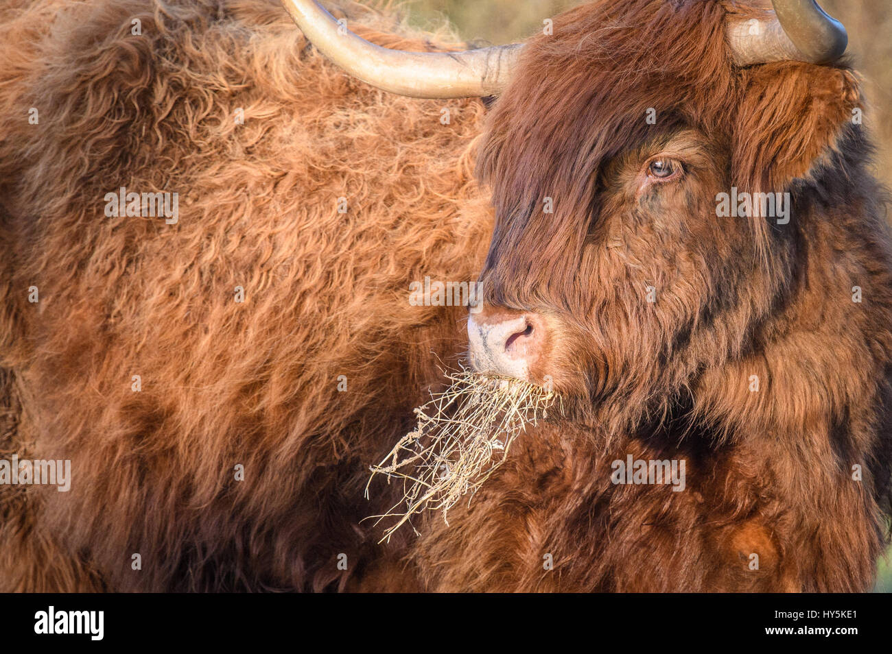 Highland cow cows hi-res stock photography and images - Alamy
