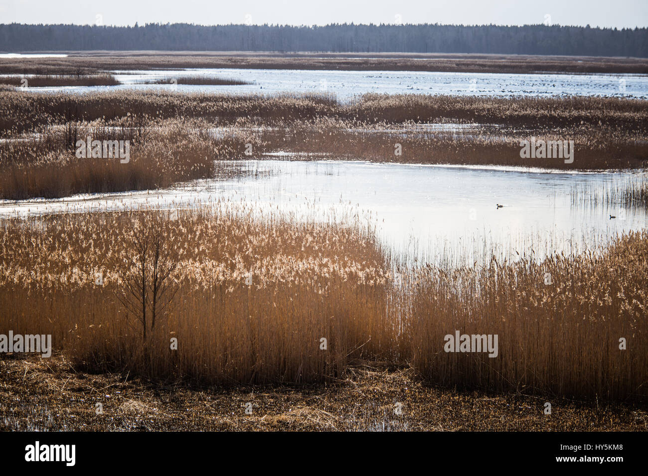 A beautiful early spring landscape with a lake Stock Photo - Alamy
