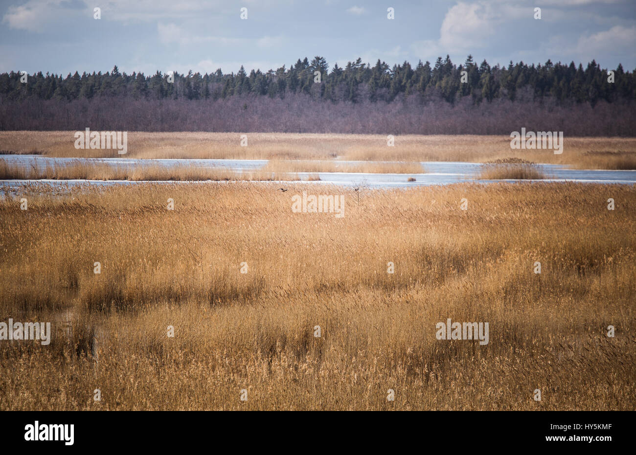 A beautiful early spring landscape with a lake Stock Photo - Alamy