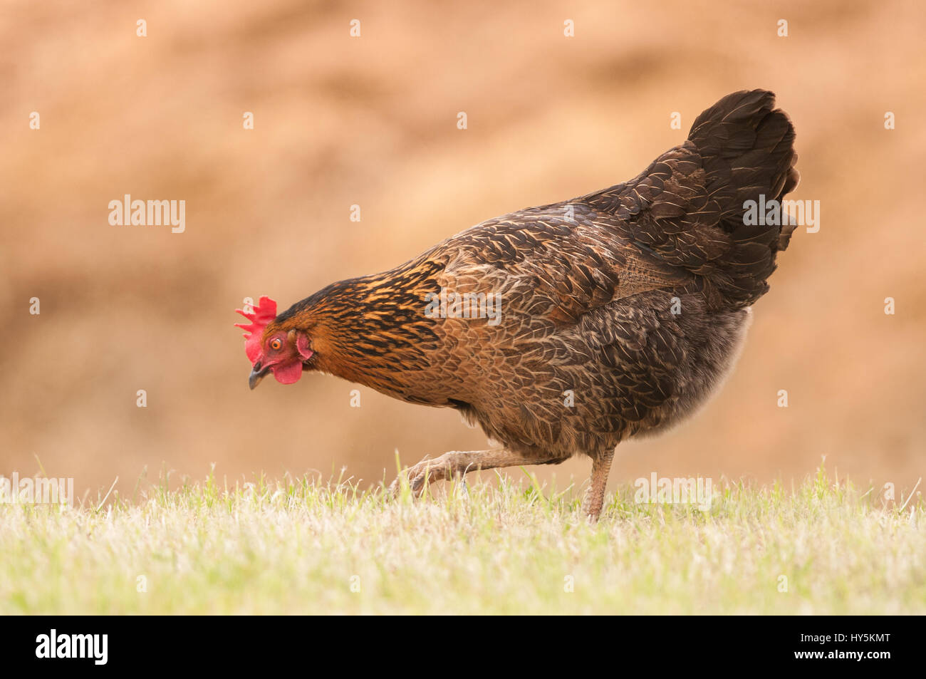 Free range farmyard chicken hi-res stock photography and images - Alamy