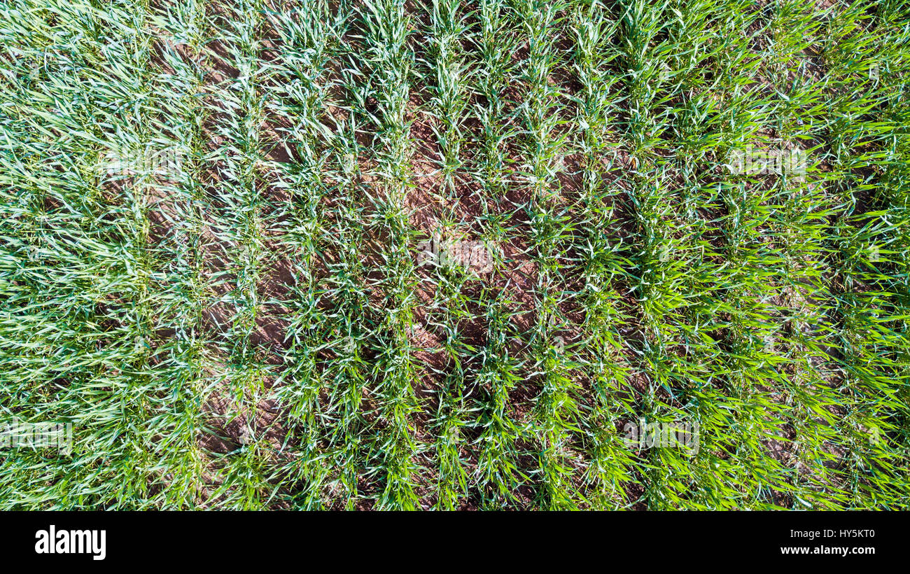 Grass land green field aerial hi-res stock photography and images - Alamy