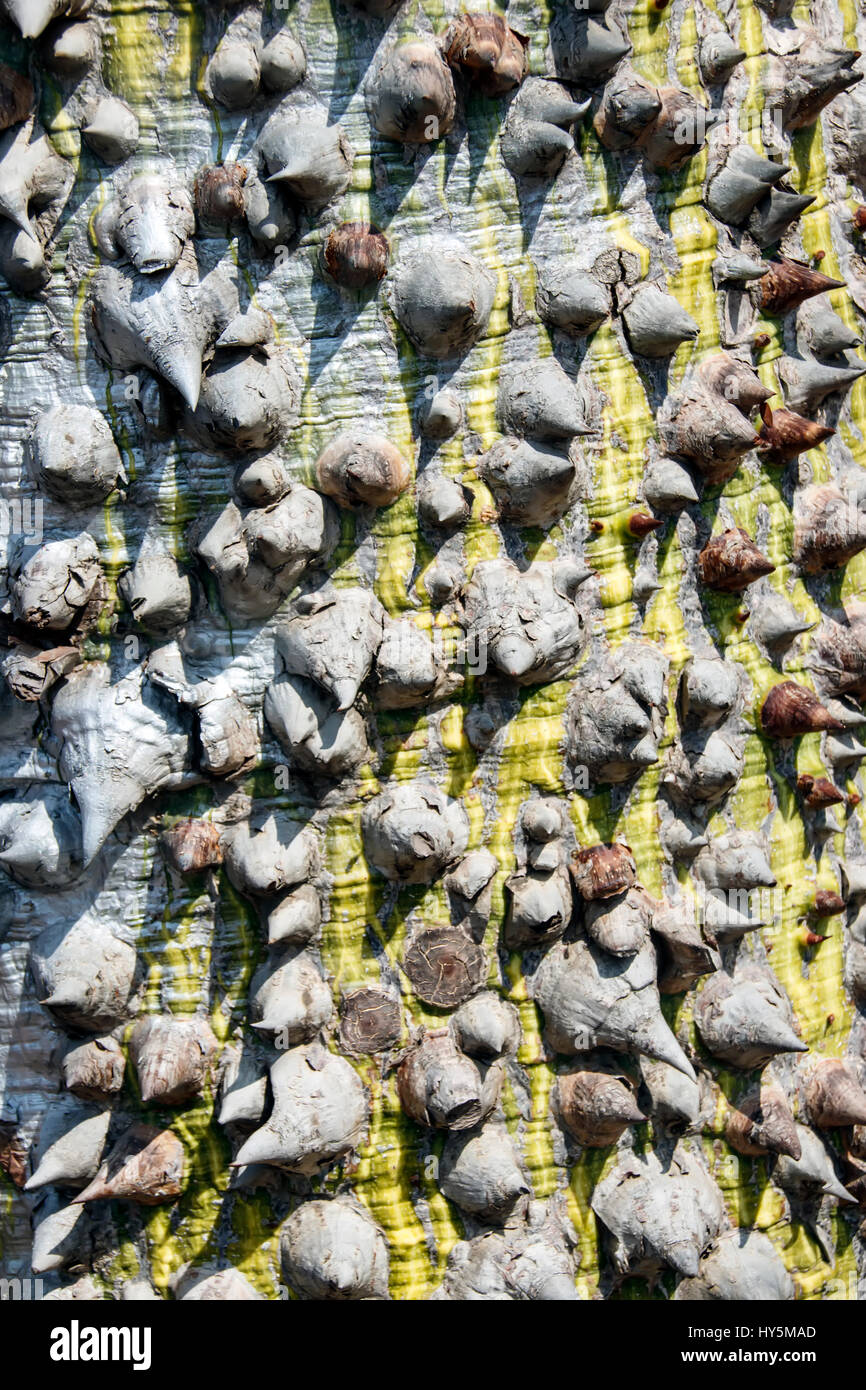 Detailed pattern hi-res stock photography and images - Alamy