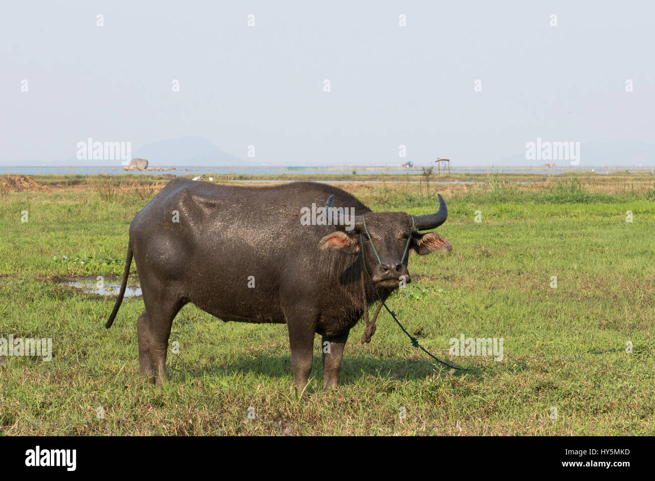 Water buffalo (Bubalus arnee), pegged on pasture, District Da Nang ...