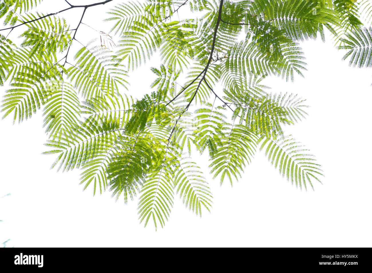 Filigree leaves of Silk Tree (Albizia julibrissin), Botanical Garden ...