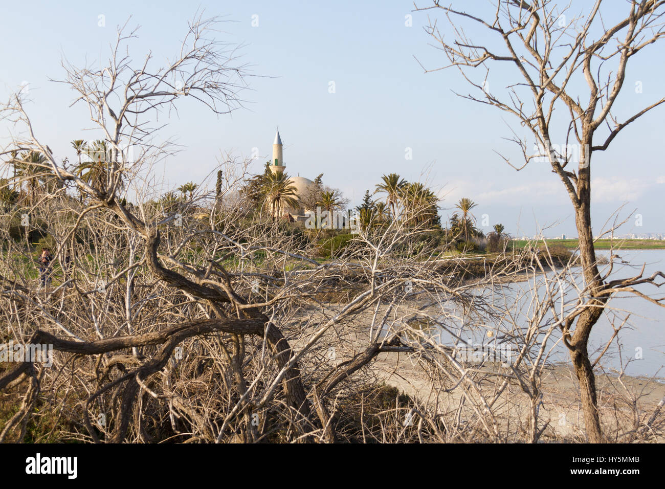 Afternonn photo of Hala Sultan Tekke behind tree branches at Larnaca ...