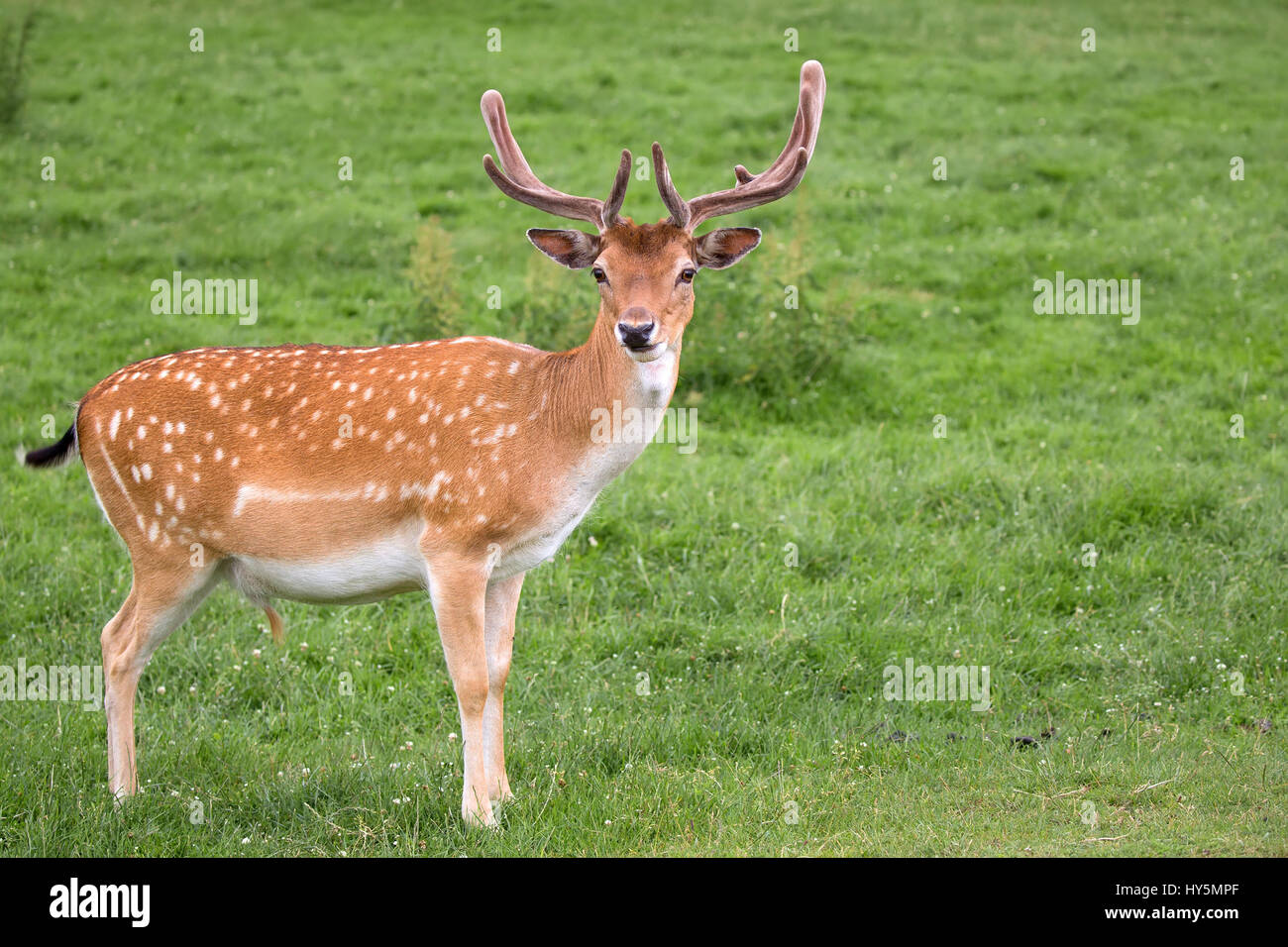 Fallow deer in the wild Stock Photo - Alamy
