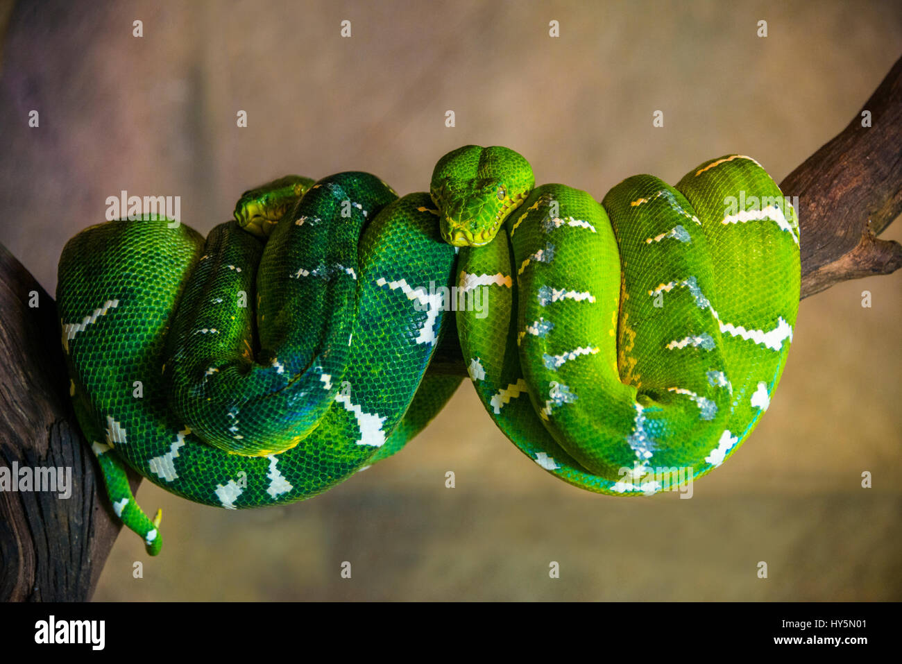 Green tree Python (Morelia viridis) rolled up on a branch, captive ...