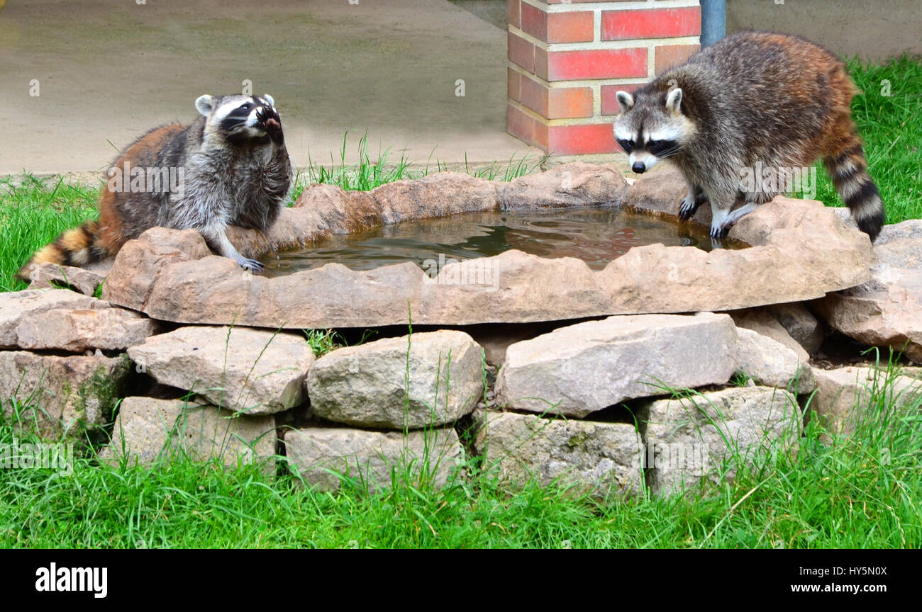 Raccoons head hi-res stock photography and images - Alamy
