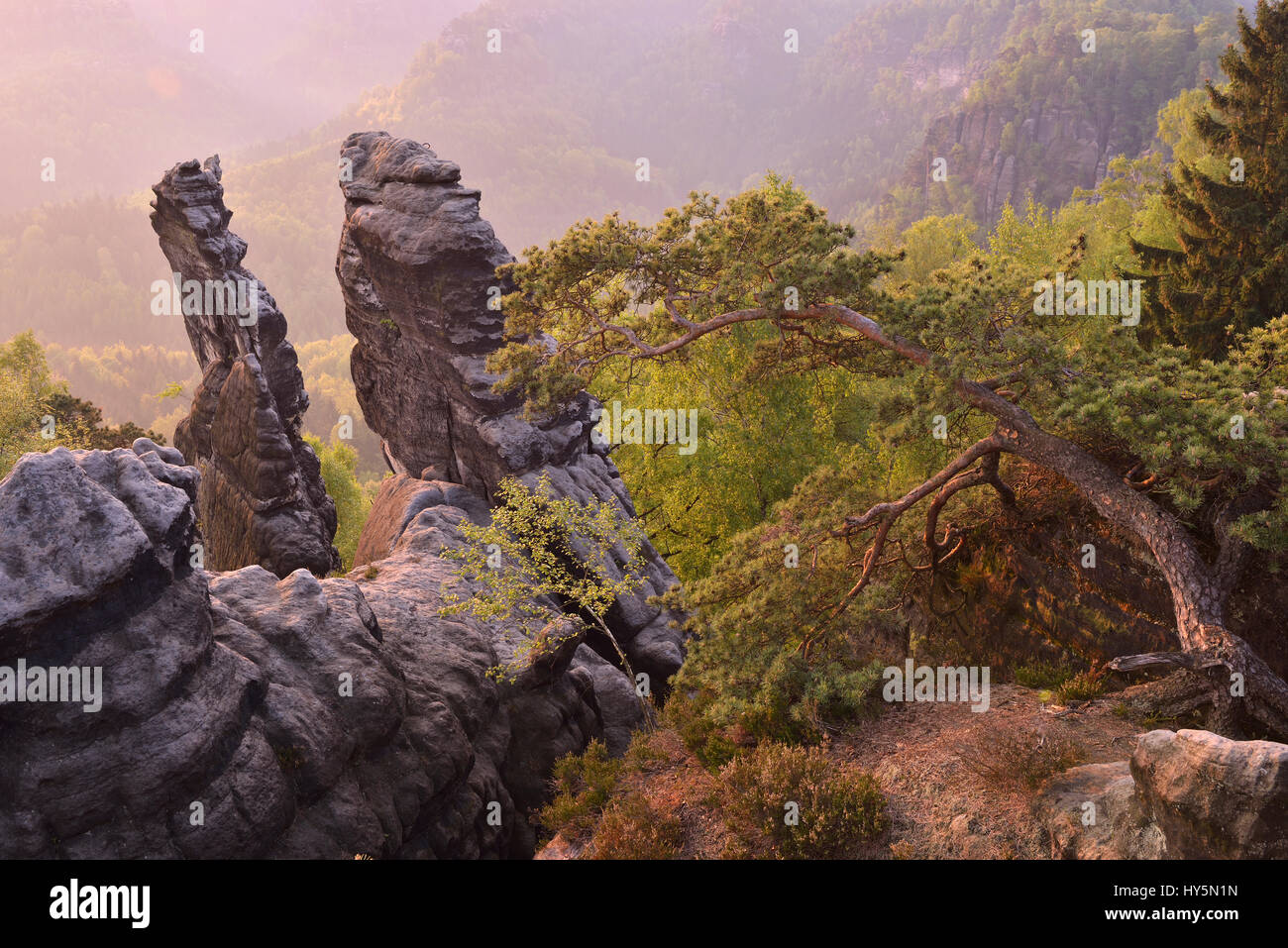 Trees and rocks in morning light, Saxon Switzerland, Elbe Sandstone ...