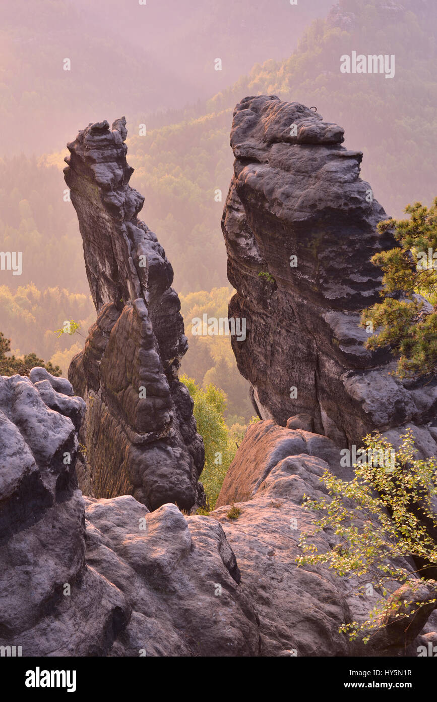 Trees and rocks in morning light, Saxon Switzerland, Elbe Sandstone ...
