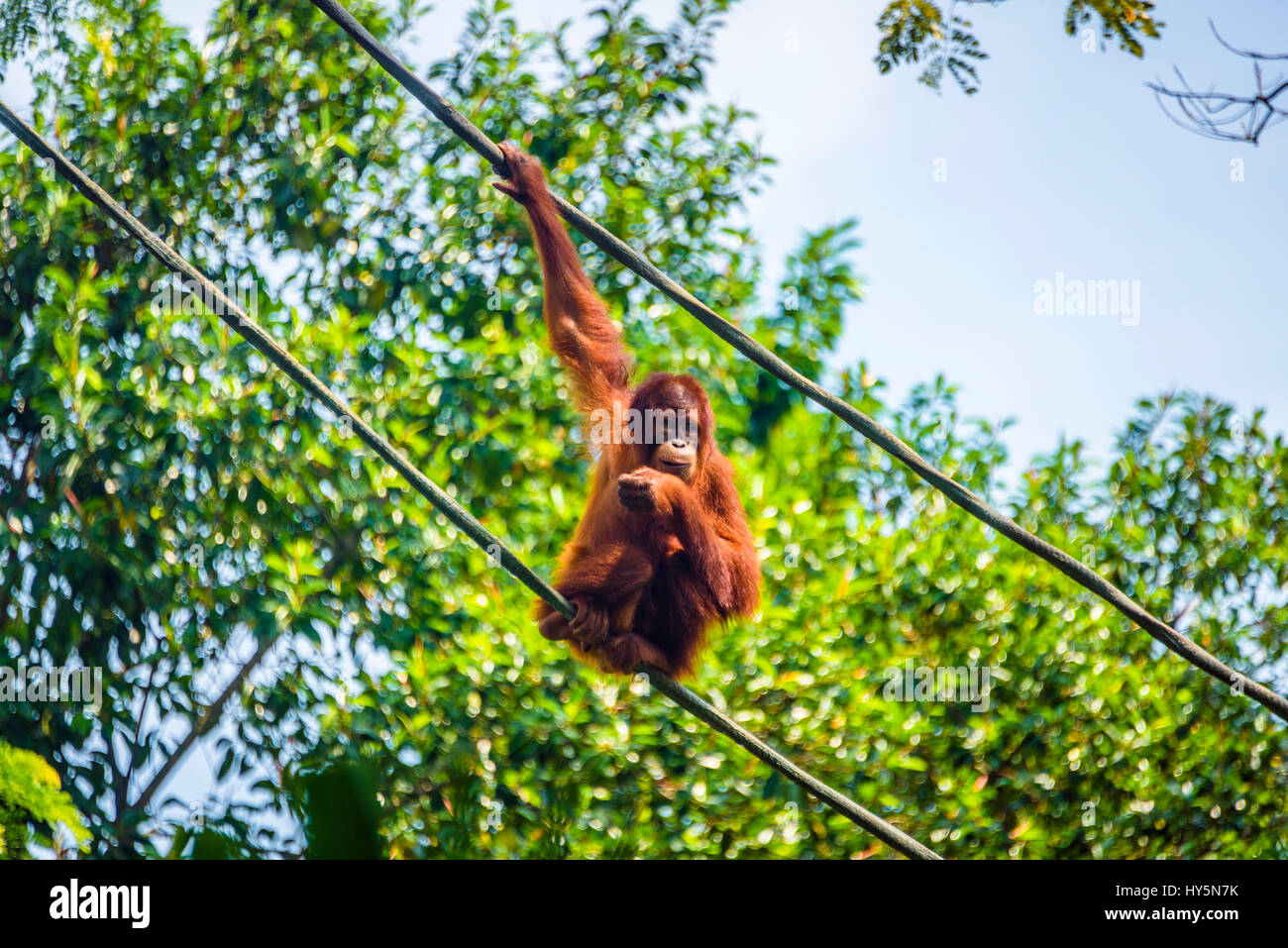 Borneo orangutan (Pongo pygmaeus) sitting on a rope, captive, Singapore ...