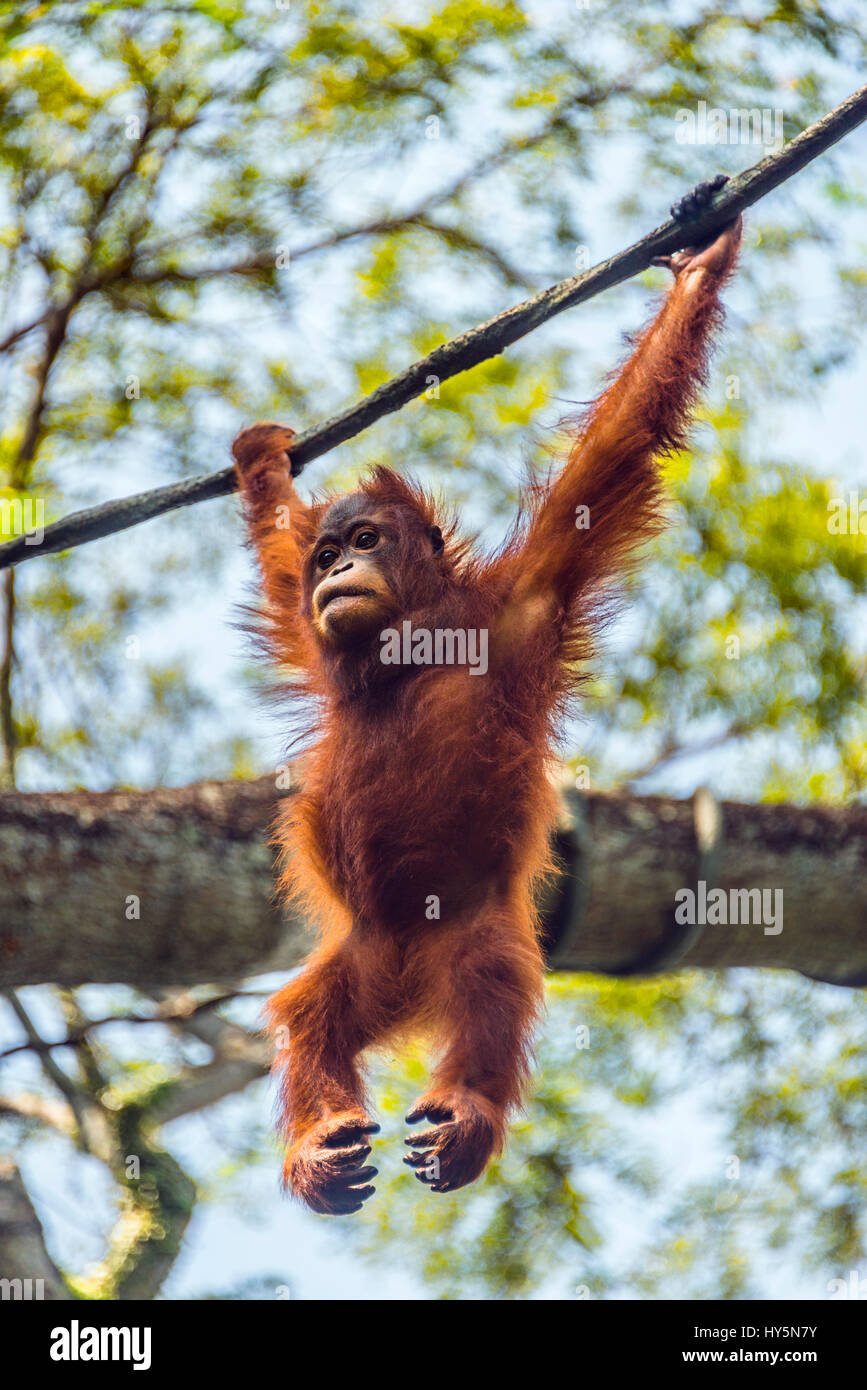 Borneo Orangutan (Pongo pygmaeus) hanging on a rope, climbing, captive ...