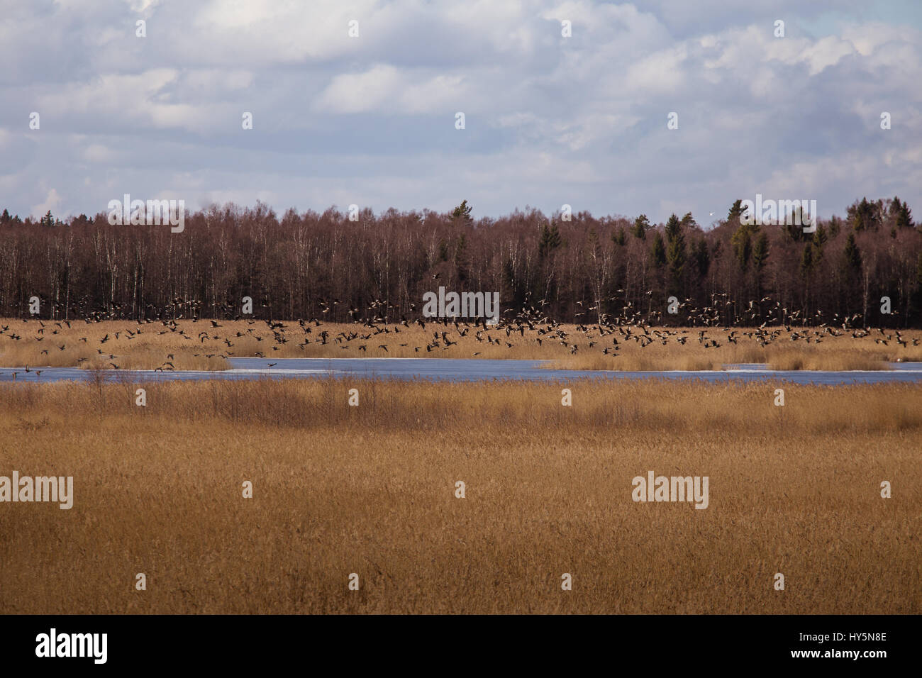 A beautiful early spring landscape with a flying flock of migratory ...