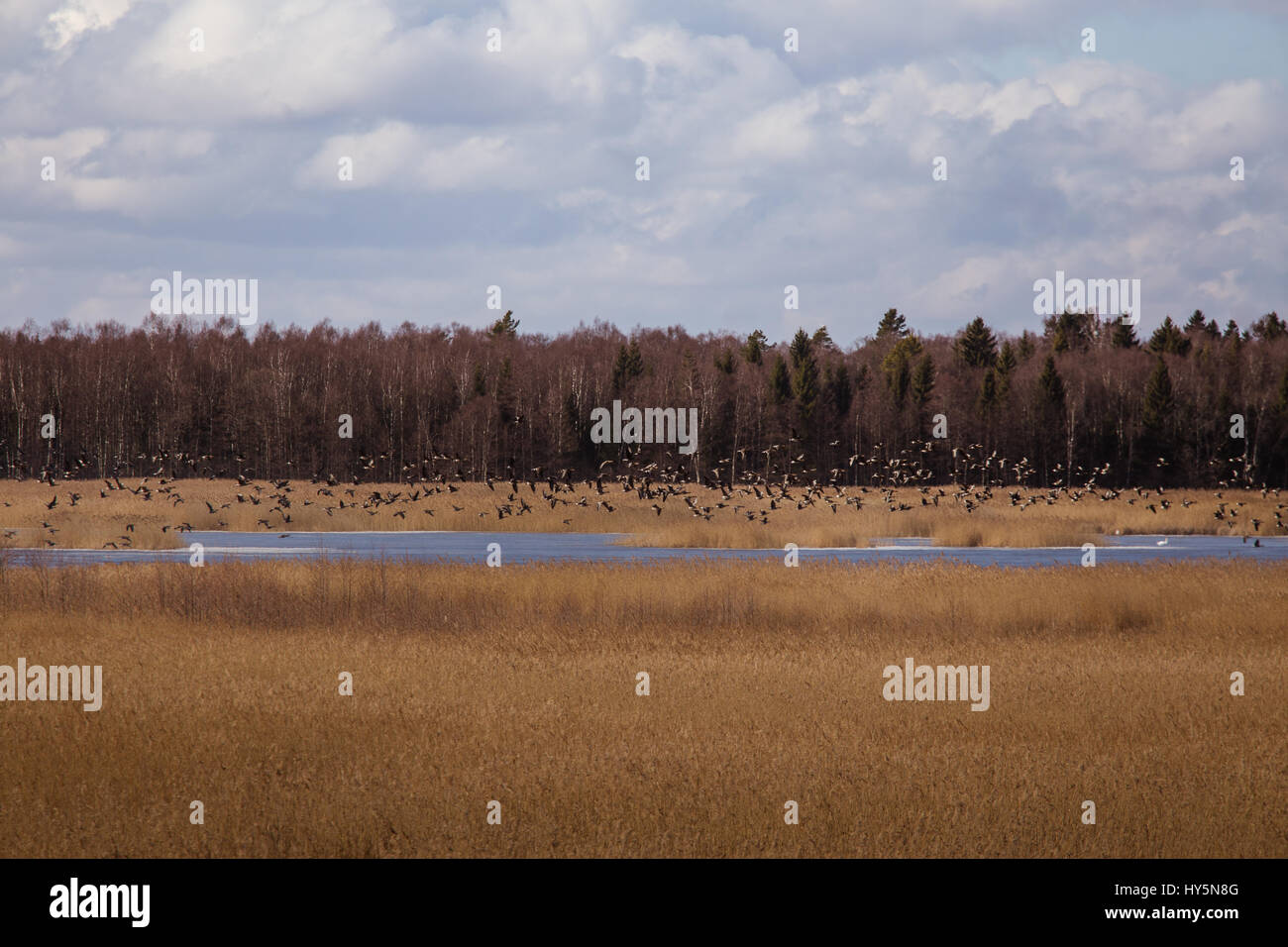 A beautiful early spring landscape with a flying flock of migratory ...