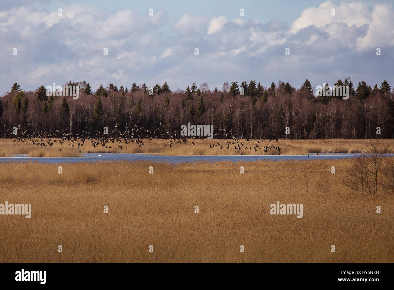 A beautiful early spring landscape with a flying flock of migratory ...