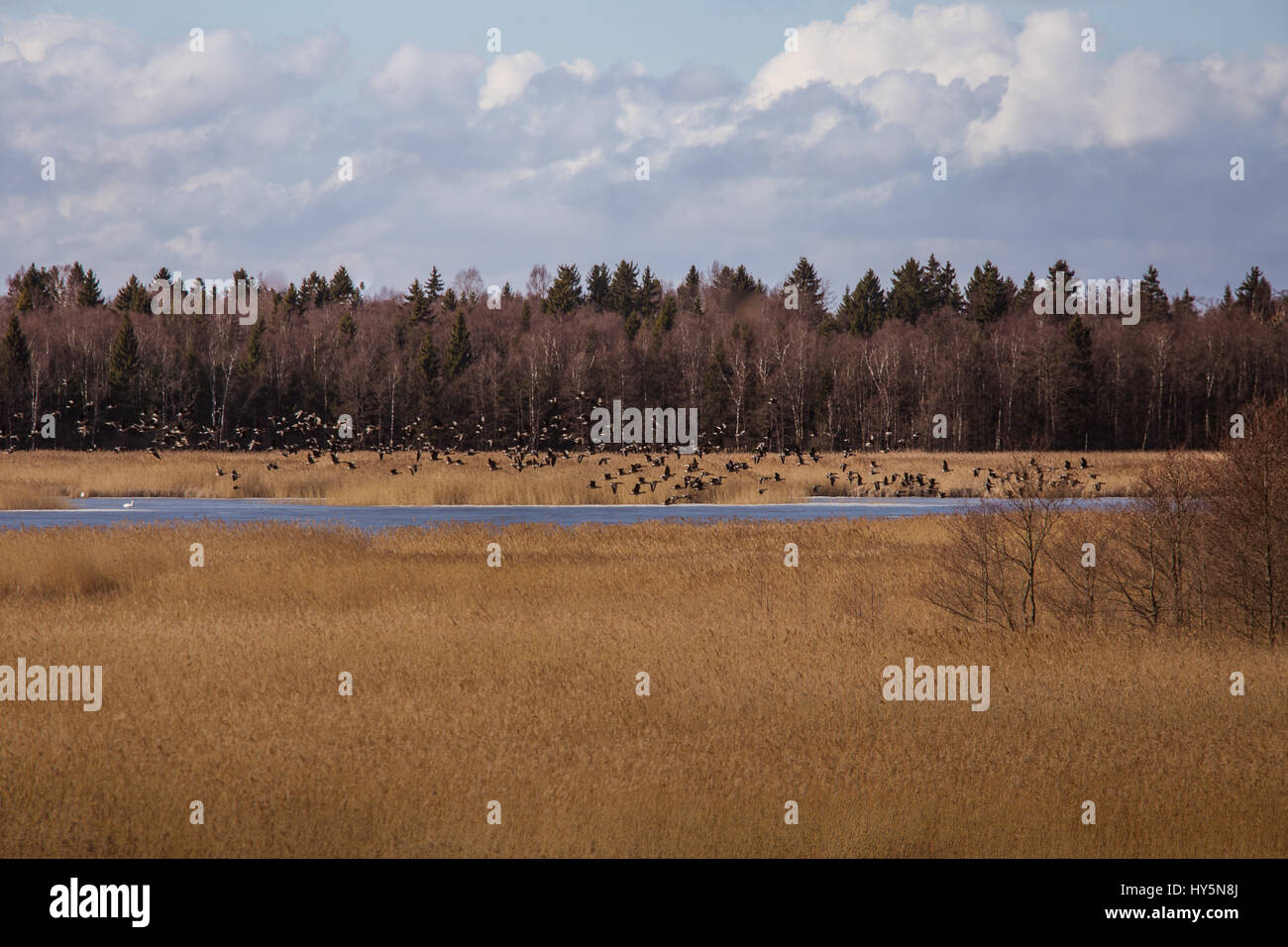 A beautiful early spring landscape with a flying flock of migratory ...