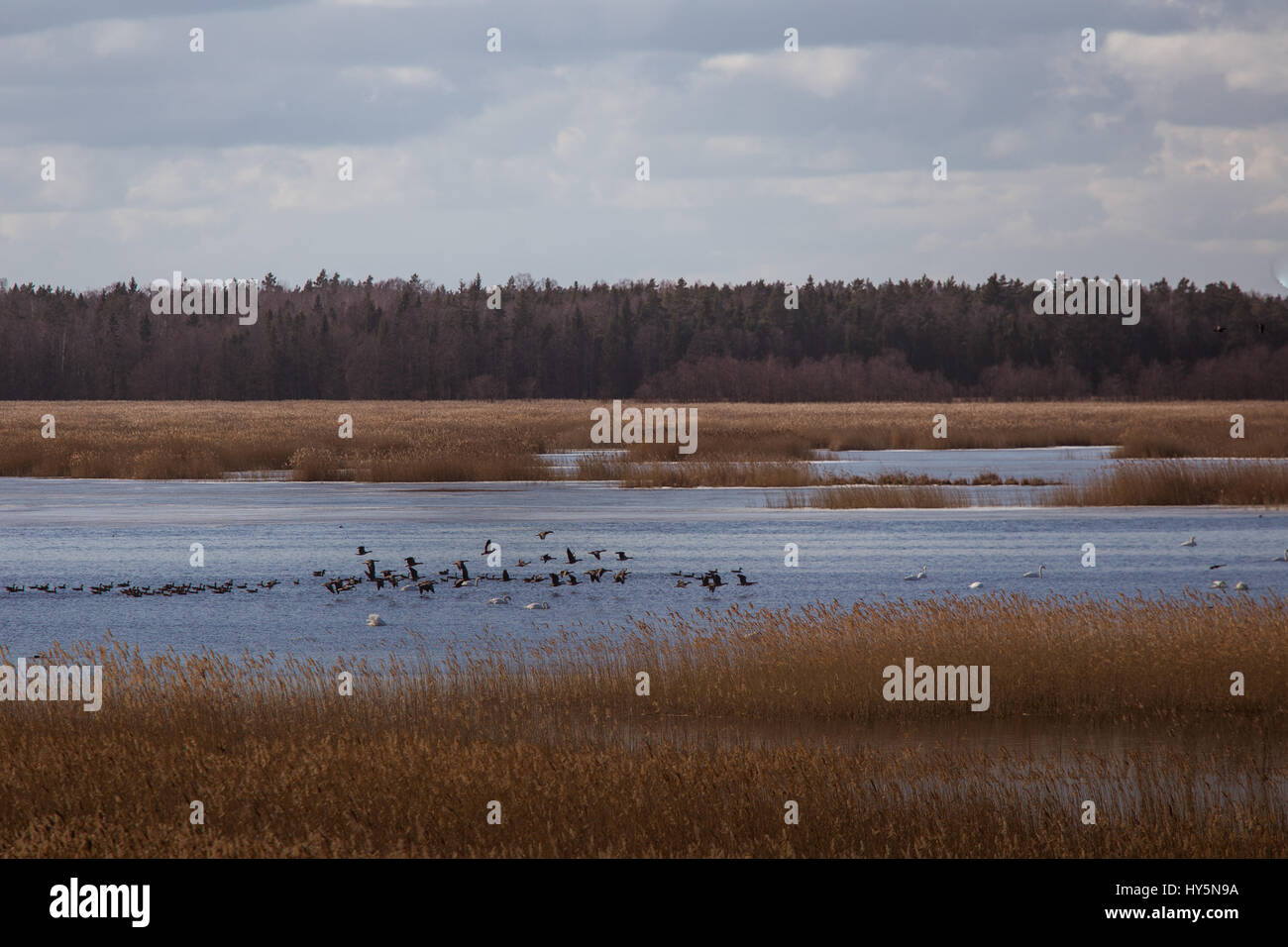 A beautiful early spring landscape with a flying flock of migratory ...
