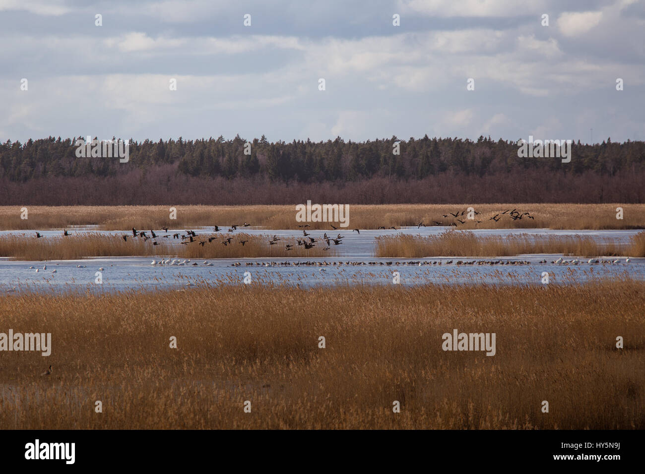 A beautiful early spring landscape with a flying flock of migratory ...