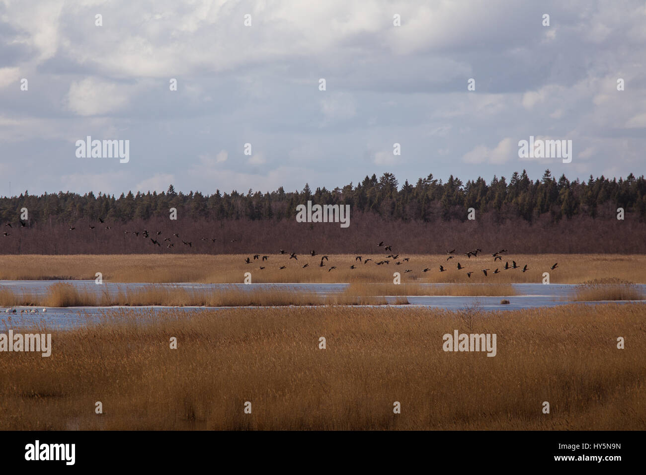 A beautiful early spring landscape with a flying flock of migratory ...