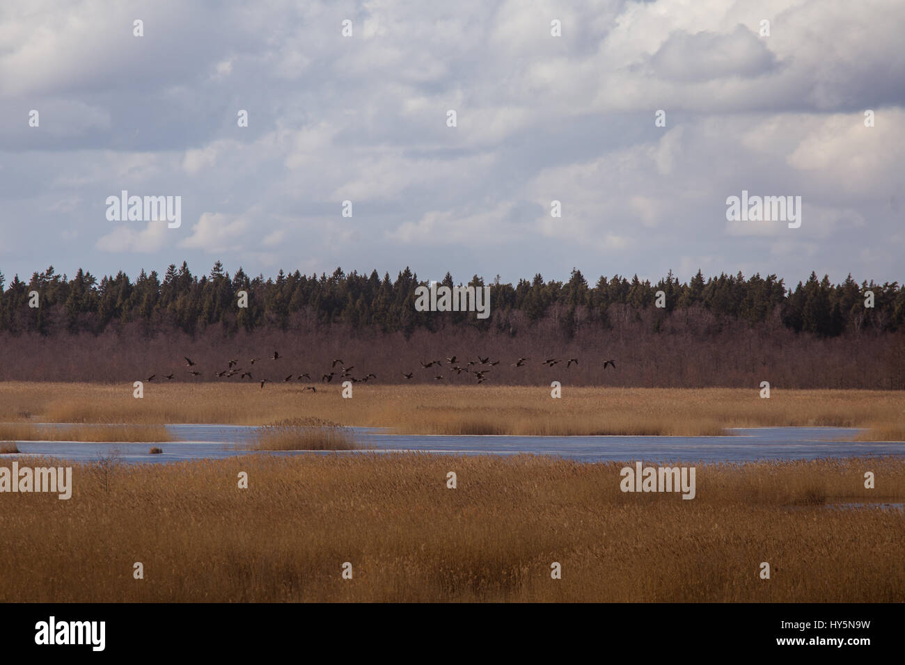 A beautiful early spring landscape with a flying flock of migratory ...
