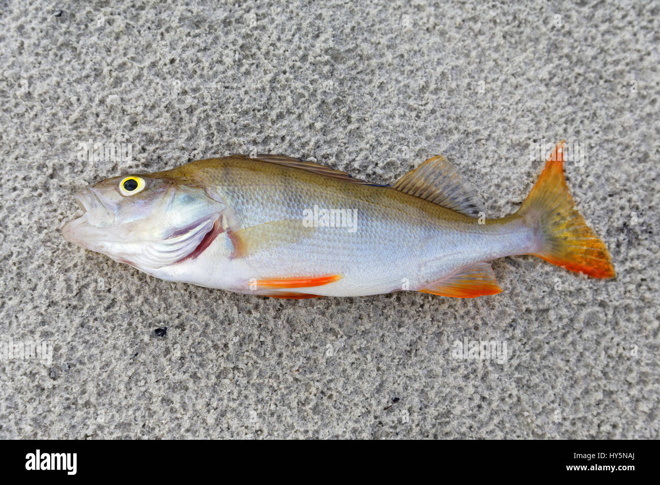 Commonperch hi-res stock photography and images - Alamy