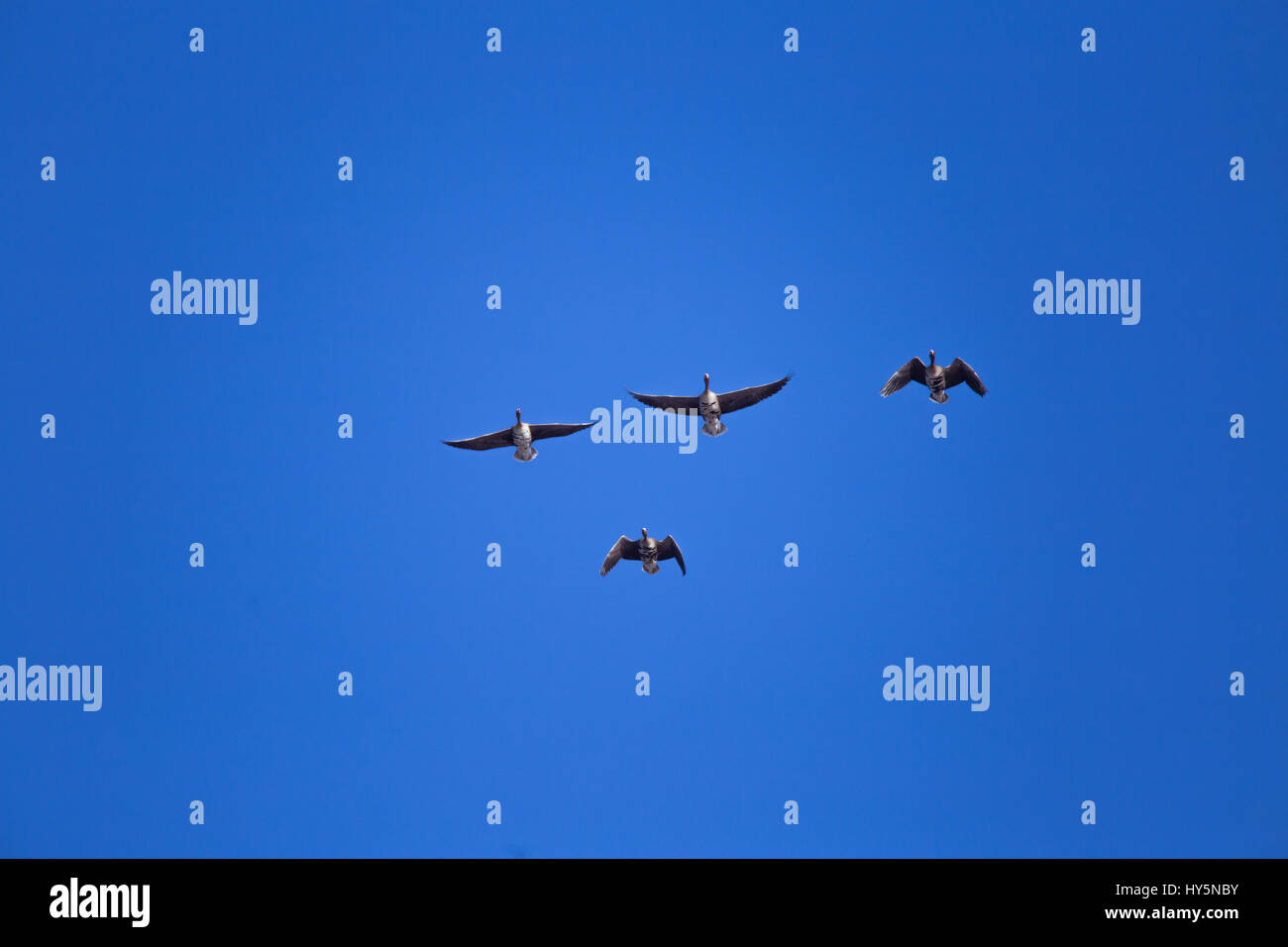 A beautiful flying flock of migratory geese on the blue sky background ...