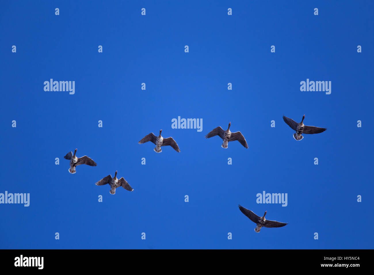 A beautiful flying flock of migratory geese on the blue sky background ...