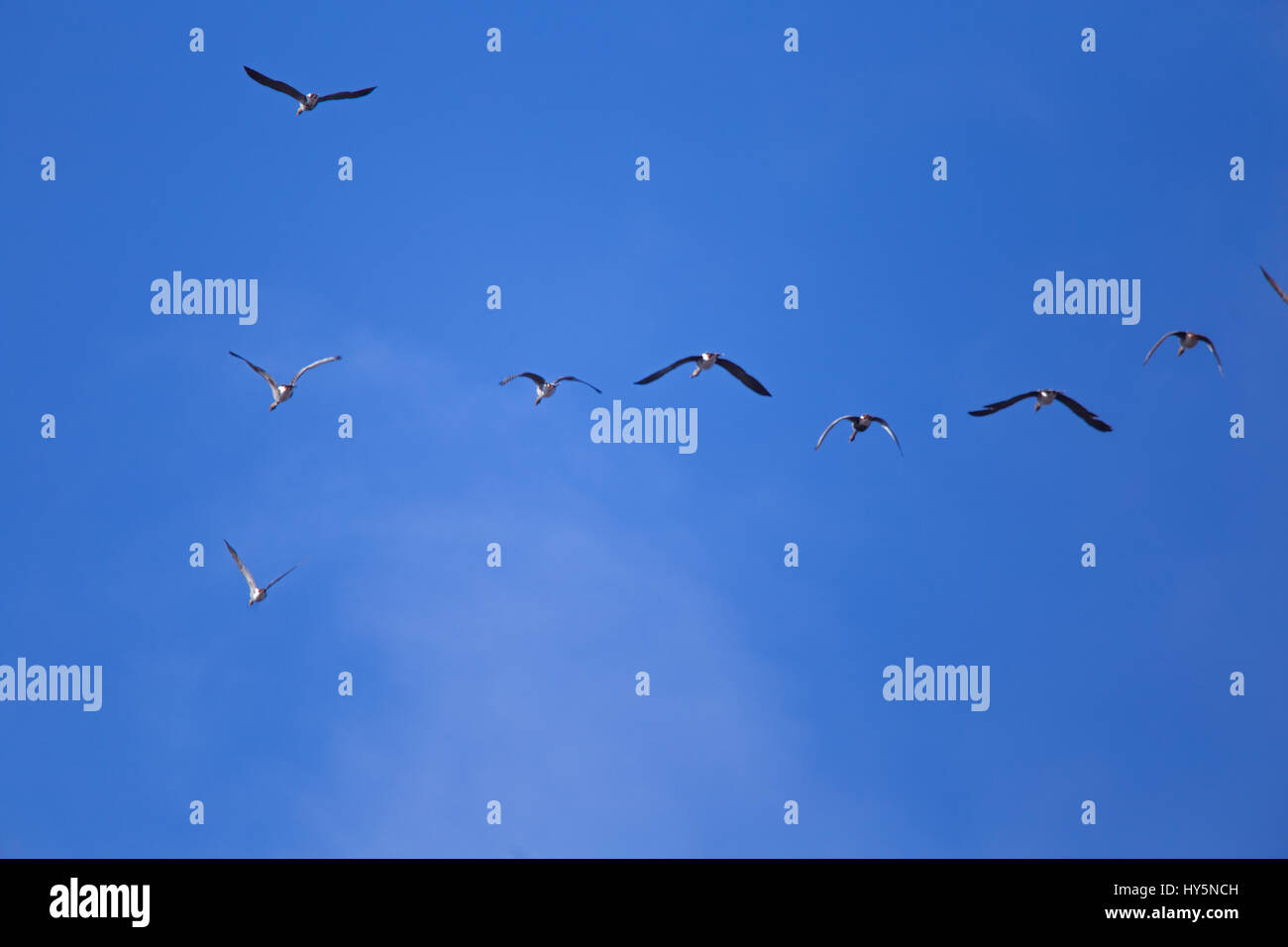 A beautiful flying flock of migratory geese on the blue sky background ...