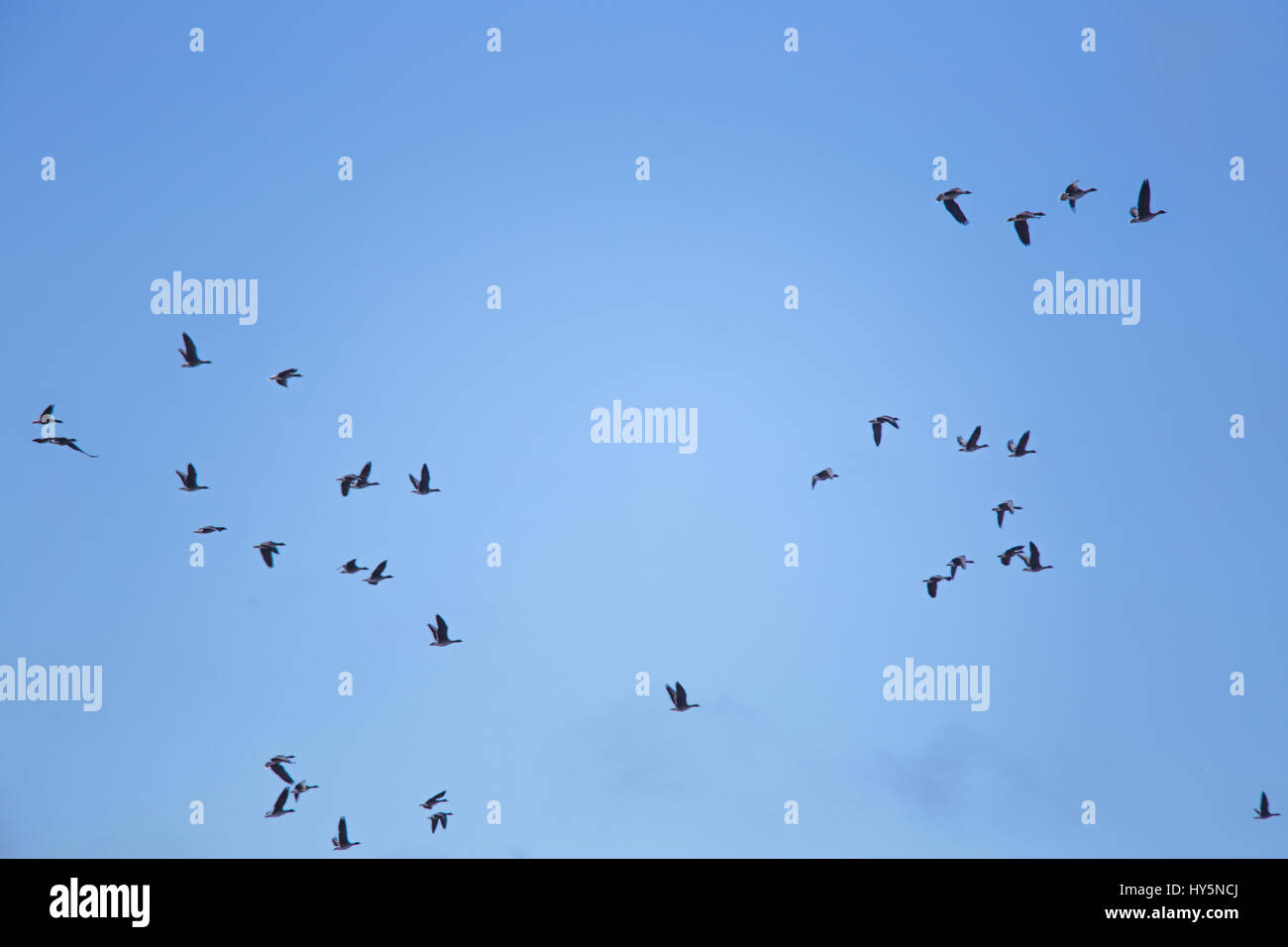 A beautiful flying flock of migratory geese on the blue sky background ...